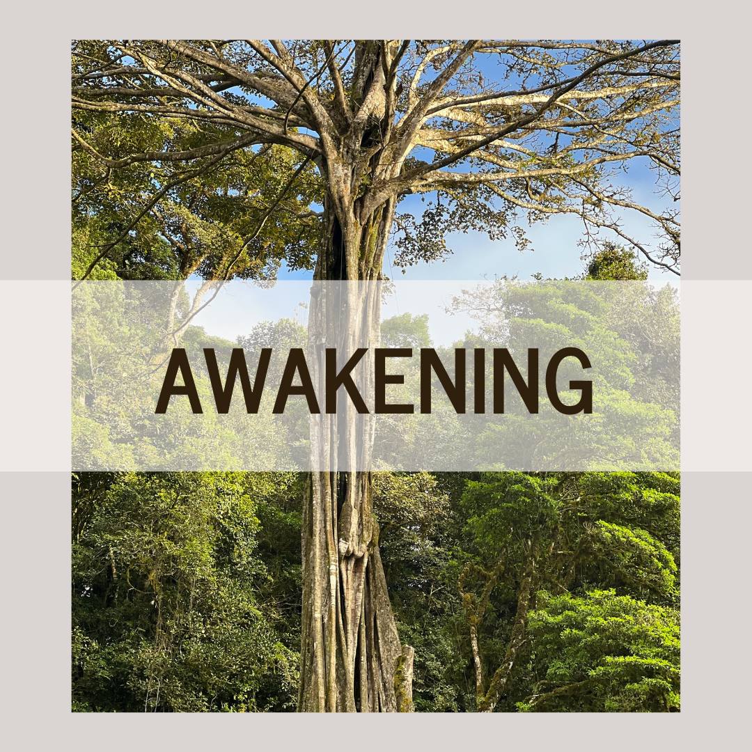 Luminous Path - Jason & Claudia